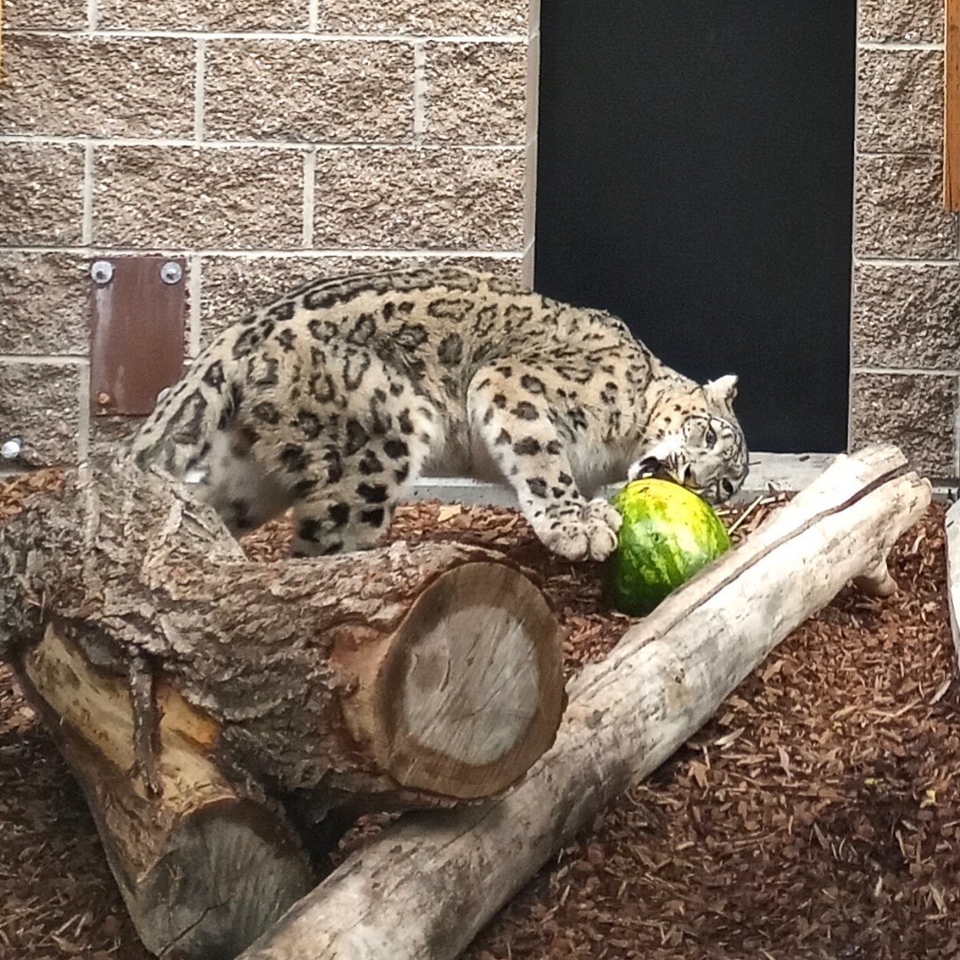 Free Range Report – Snow Leopard Melons and Blue Cheetos – River Evenings